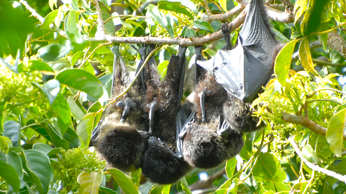 Turns out flying foxes have polyamorous bisexual orgies for hours ...