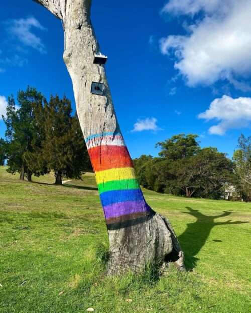 Rainbow Pride Tree In Inner West Sydney Vandalised - Star Observer