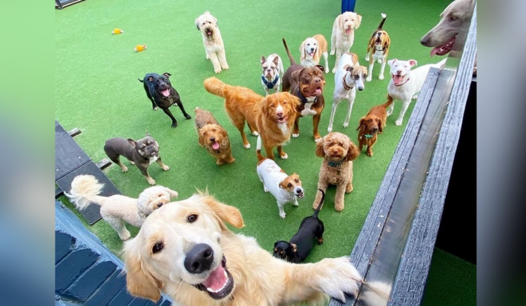 Ooohh Yeah Dog Care - Star Observer